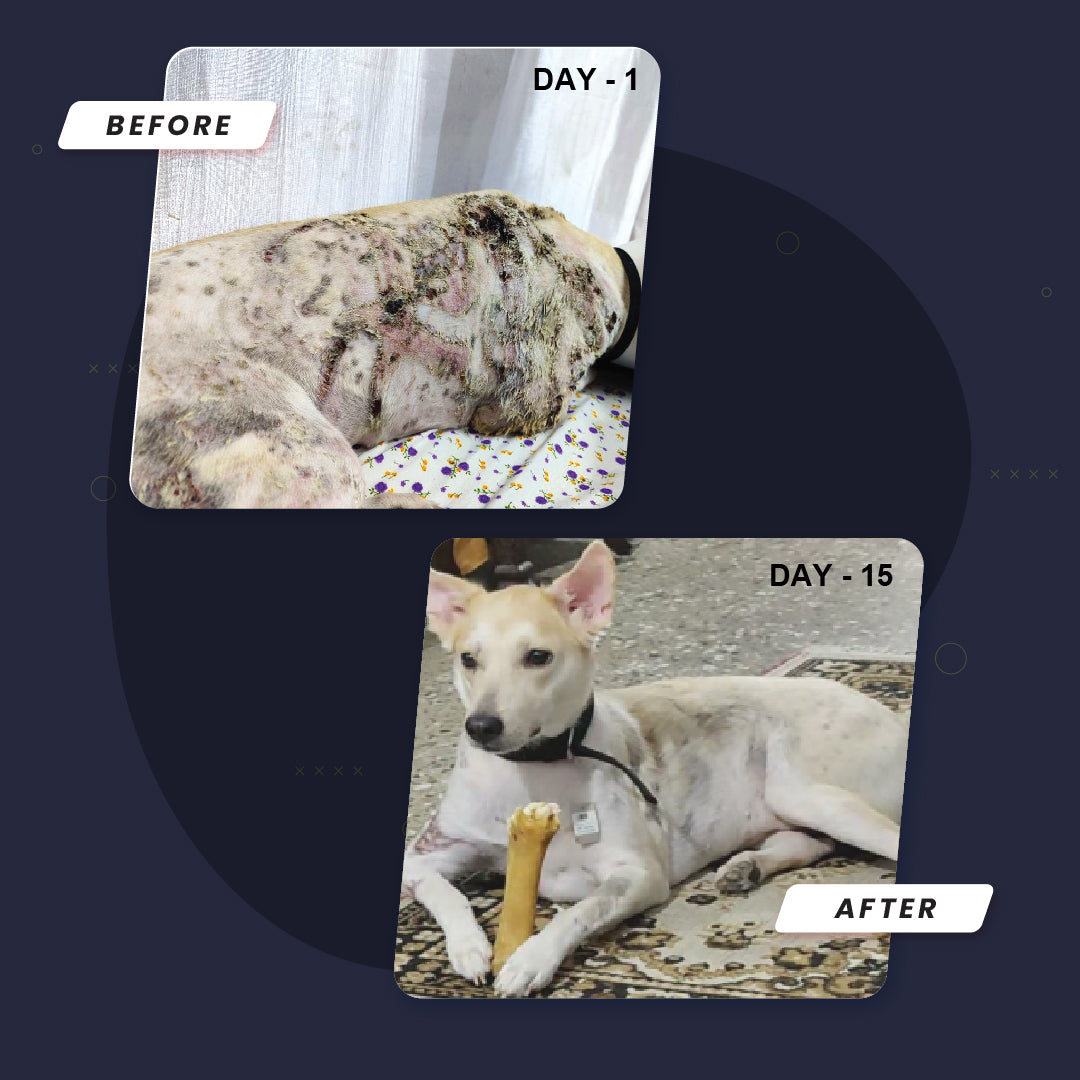 Anti-Fungal Spray For Dogs | 100 ml, 1 Piece – Pet Perk