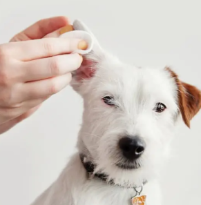 Pet Perk - India's Most Advanced Nanotechnology Based Pet Products